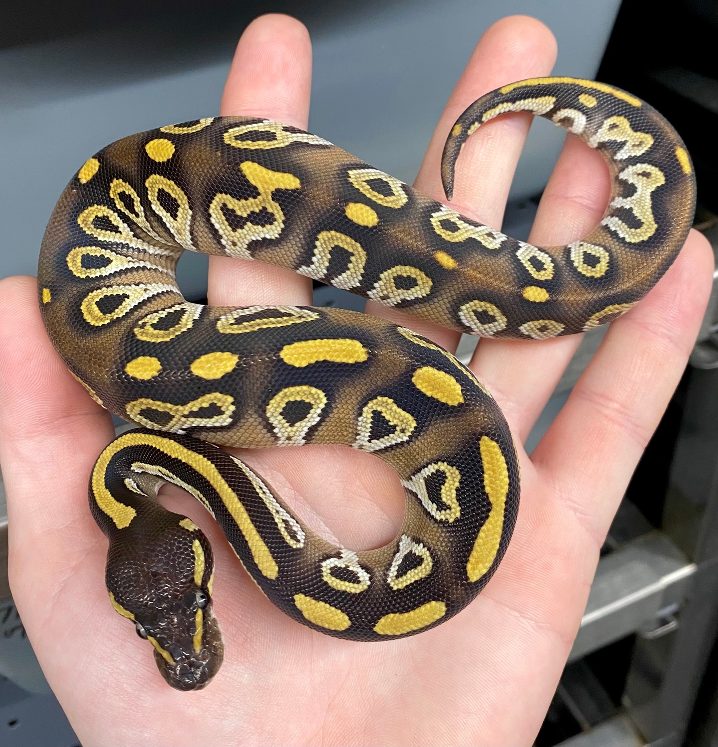 BlackHead Mojave Red Gene Het Clown Ball Python by Ball Pythons 101 ...