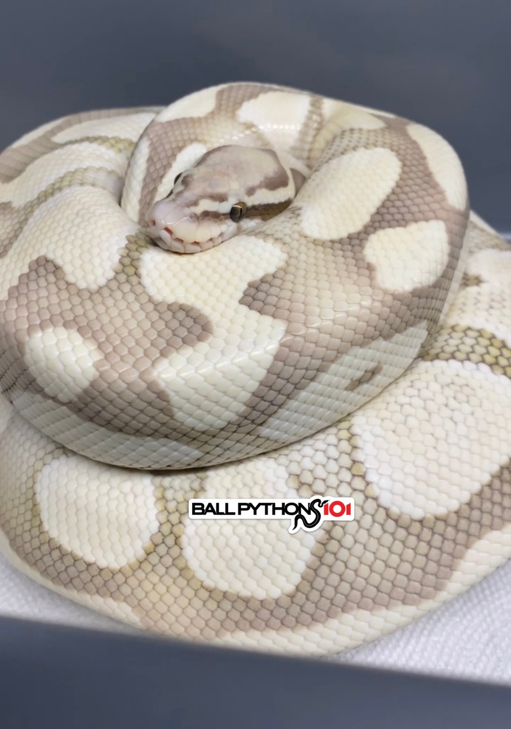 Pastel Lesser Desert Ghost Het Cryptic Ball Python by Ball Pythons 101 ...