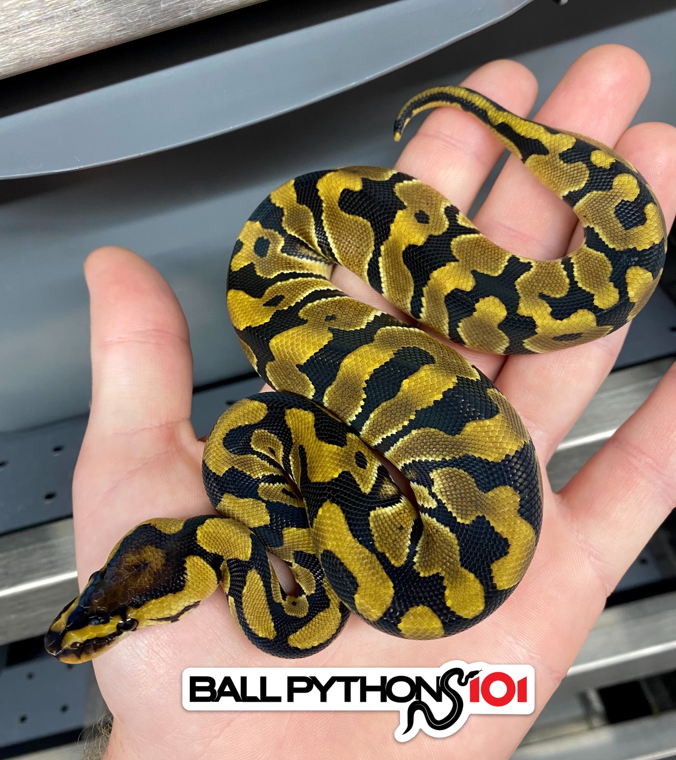 Crypton 100% Het Desert Ghost Ball Python by Ball Pythons 101 - MorphMarket