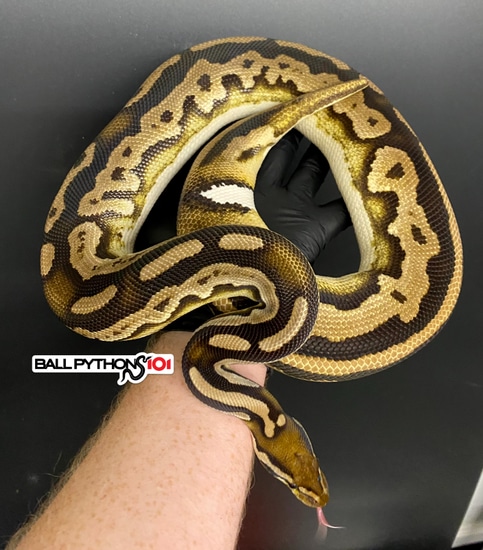 Orange Dream Black Pastel 100% Dbl Het Pied Lavender Albino Ball Python ...
