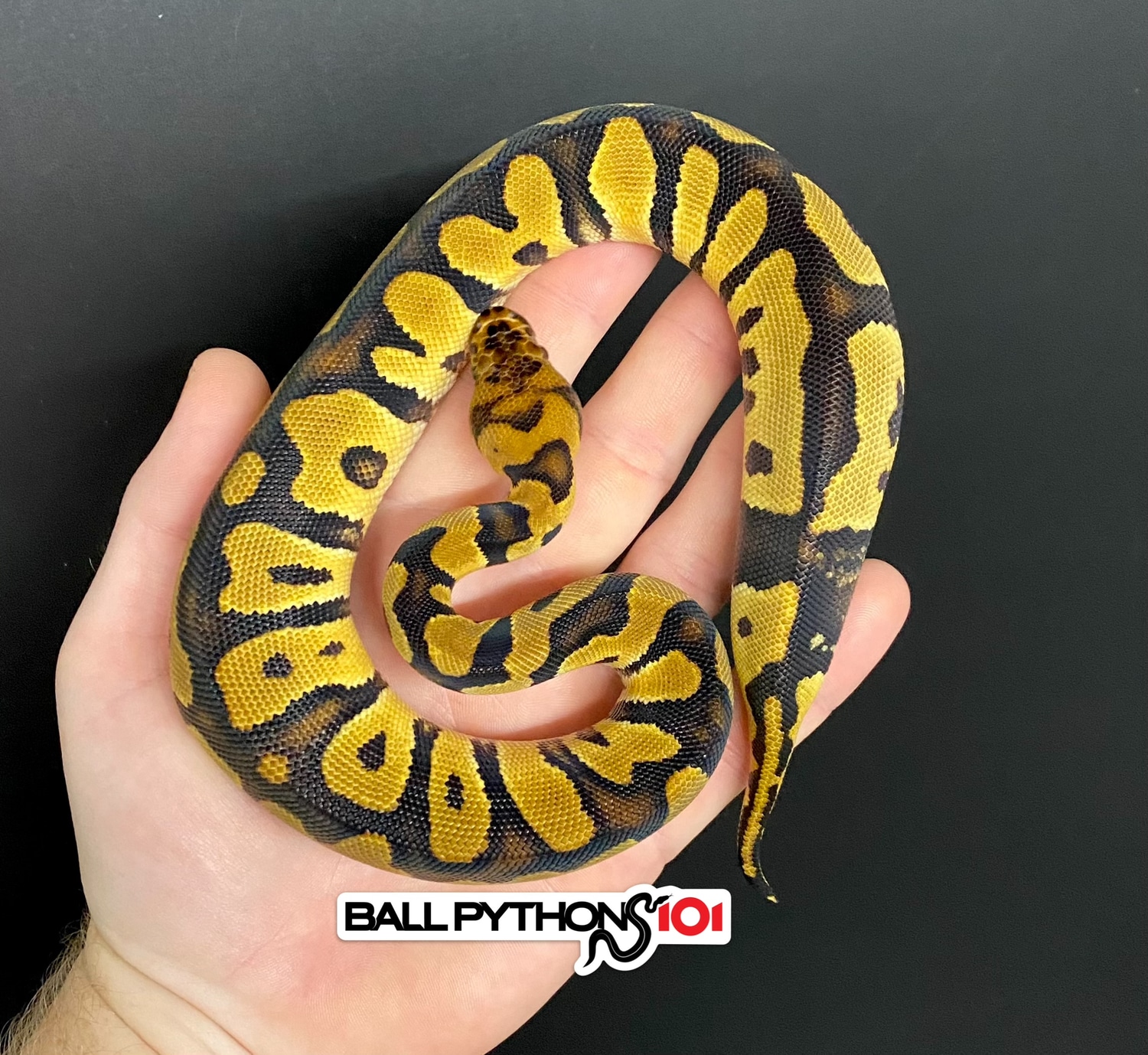 Mahogany Yellowbelly Blade Clown Ball Python by Ball Pythons 101 ...