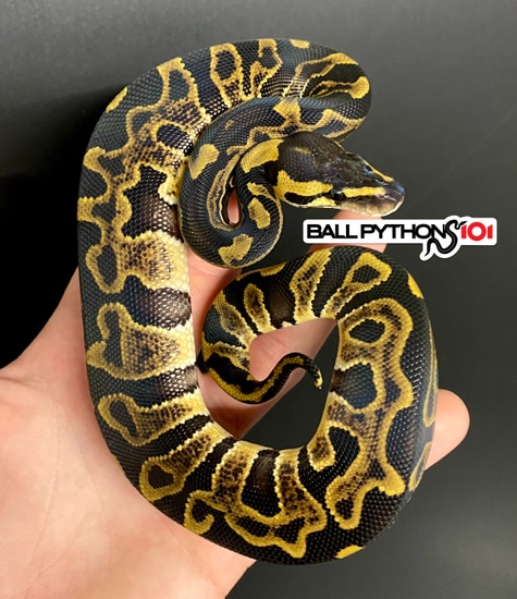 GHI Leopard Het Clown Ball Python by Ball Pythons 101