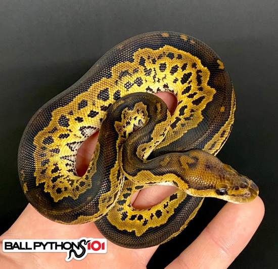 Black Head Leopard Clown Ball Python by Ball Pythons 101