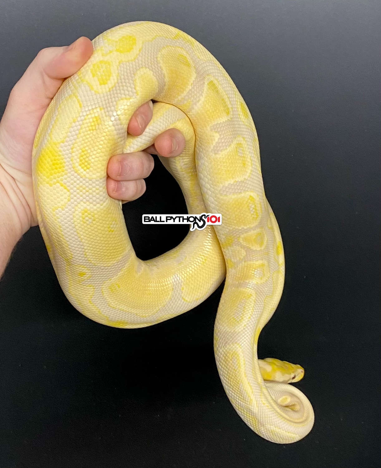 Lavender Albino 100% Het Pied Ball Python by Ball Pythons 101 - MorphMarket