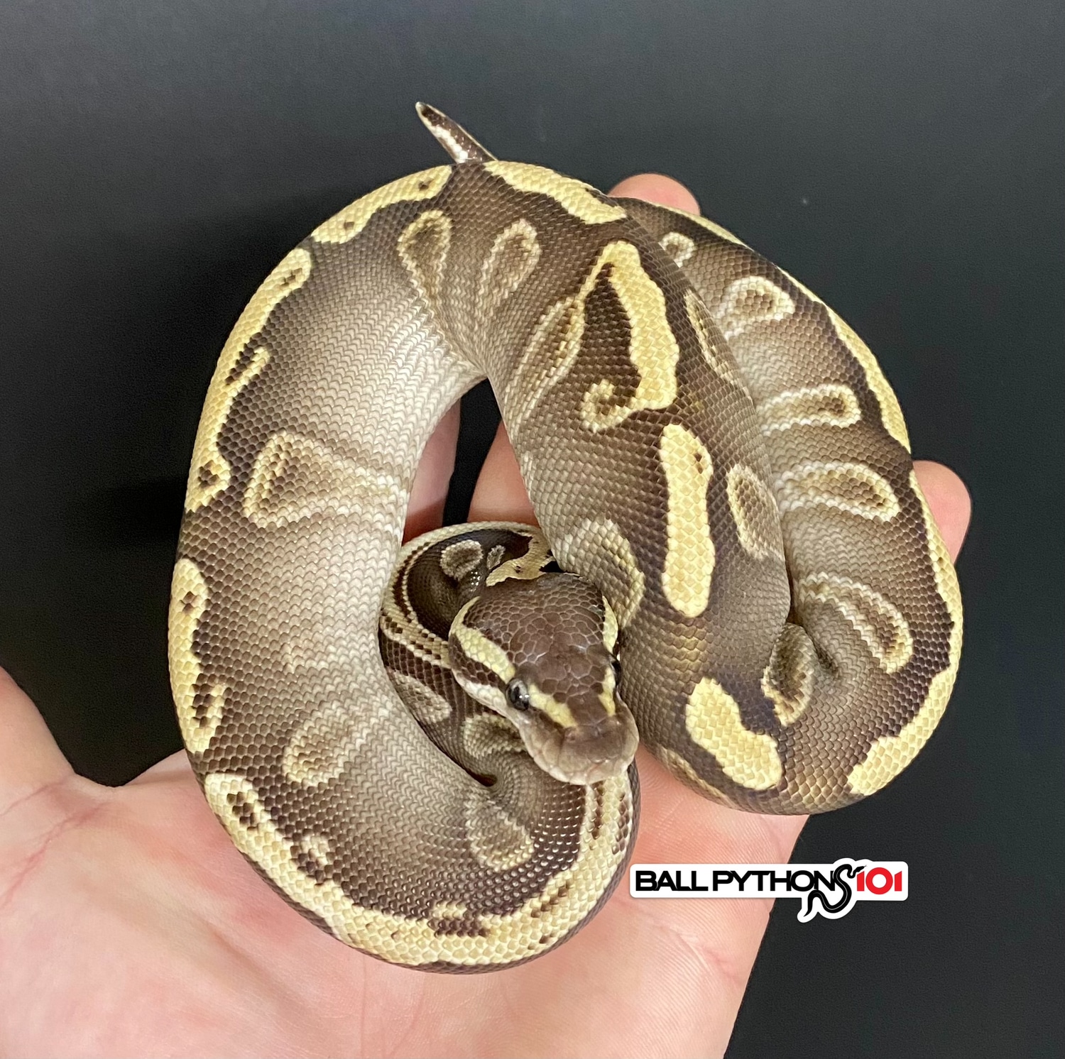 GHI Mojave 100% Het Desert Ghost Het Clown Ball Python by Ball Pythons ...