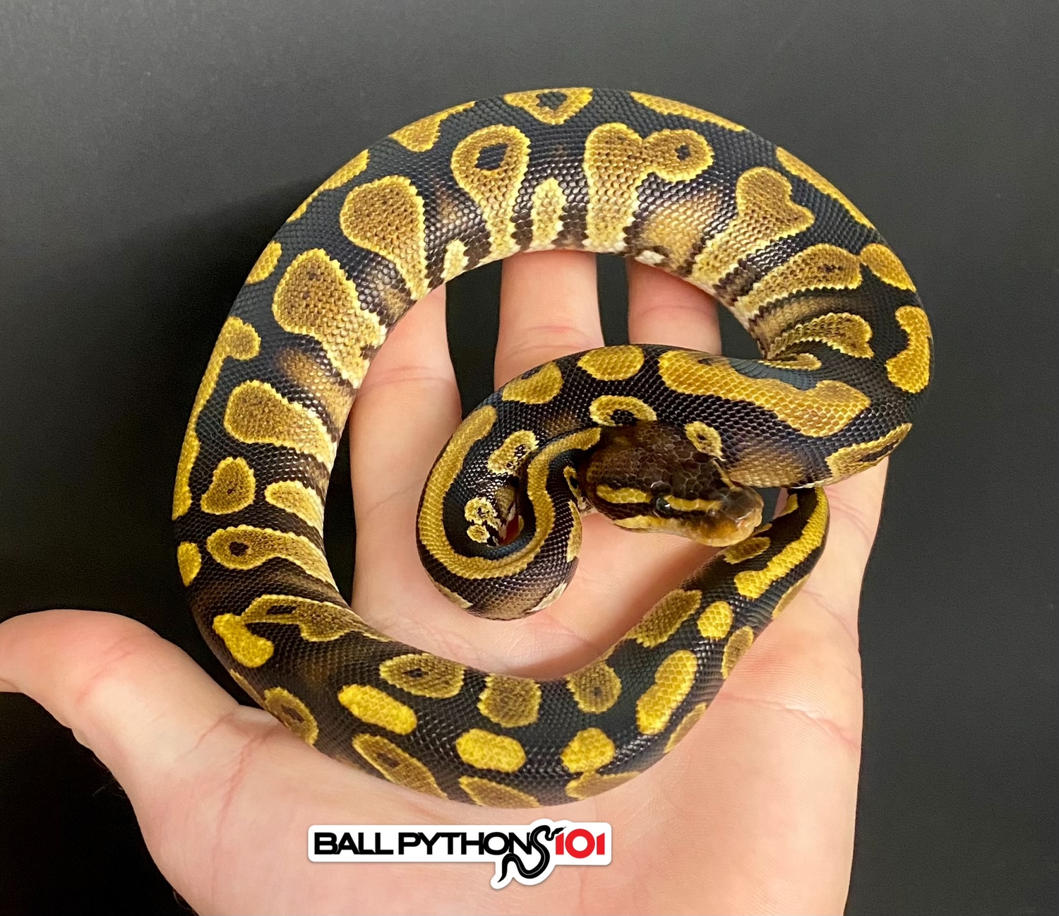 Mahogany YB Het Clown Ball Python by Ball Pythons 101 - MorphMarket