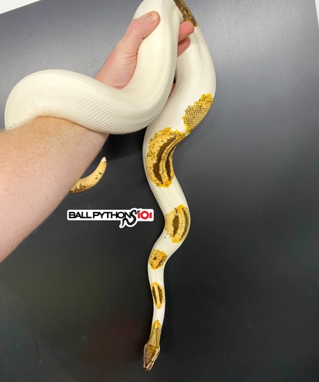 OD YB Pied *Proven* Ball Python by Ball Pythons 101