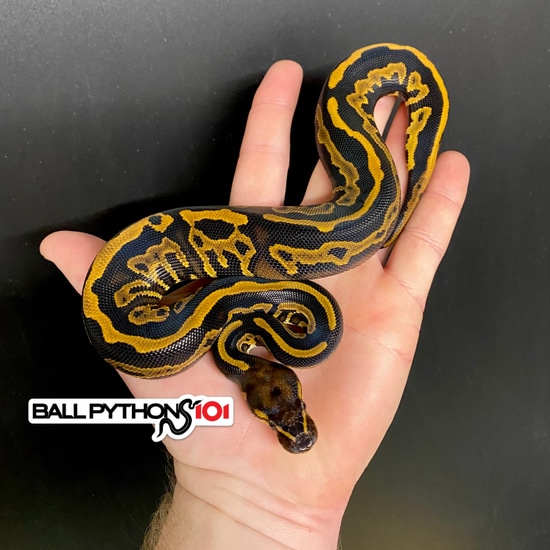 Black Head Leopard YB 💯Het Clown 50% Het Hypo Ball Python by Ball ...