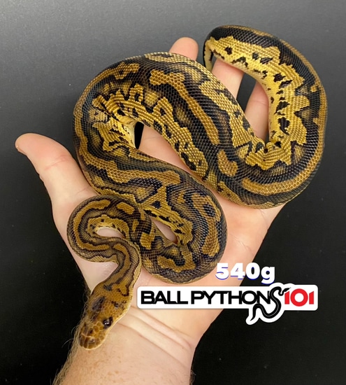 540g Black Head Clown *FREE SHIPPING* Ball Python by Ball Pythons 101