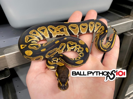 Black Head Het Clown 50% Het Hypo *FREE SHIPPING* Ball Python by Ball ...