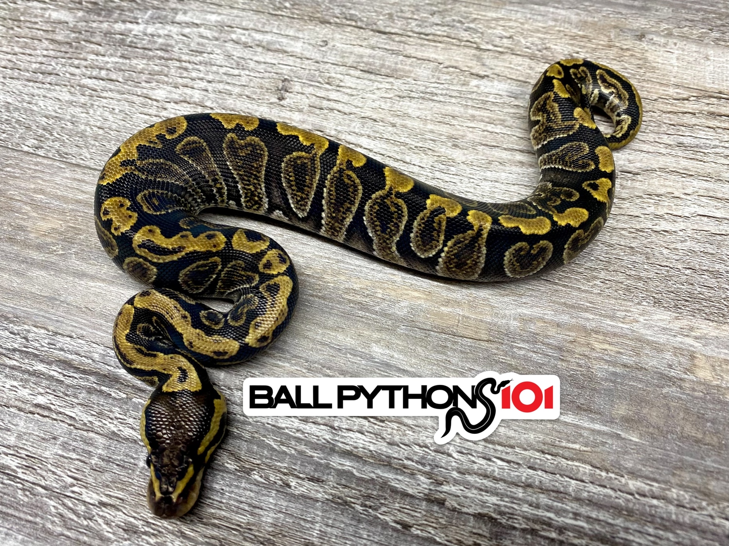 GHI Het Clown 50% Het Hypo Ball Python by Ball Pythons 101 - MorphMarket