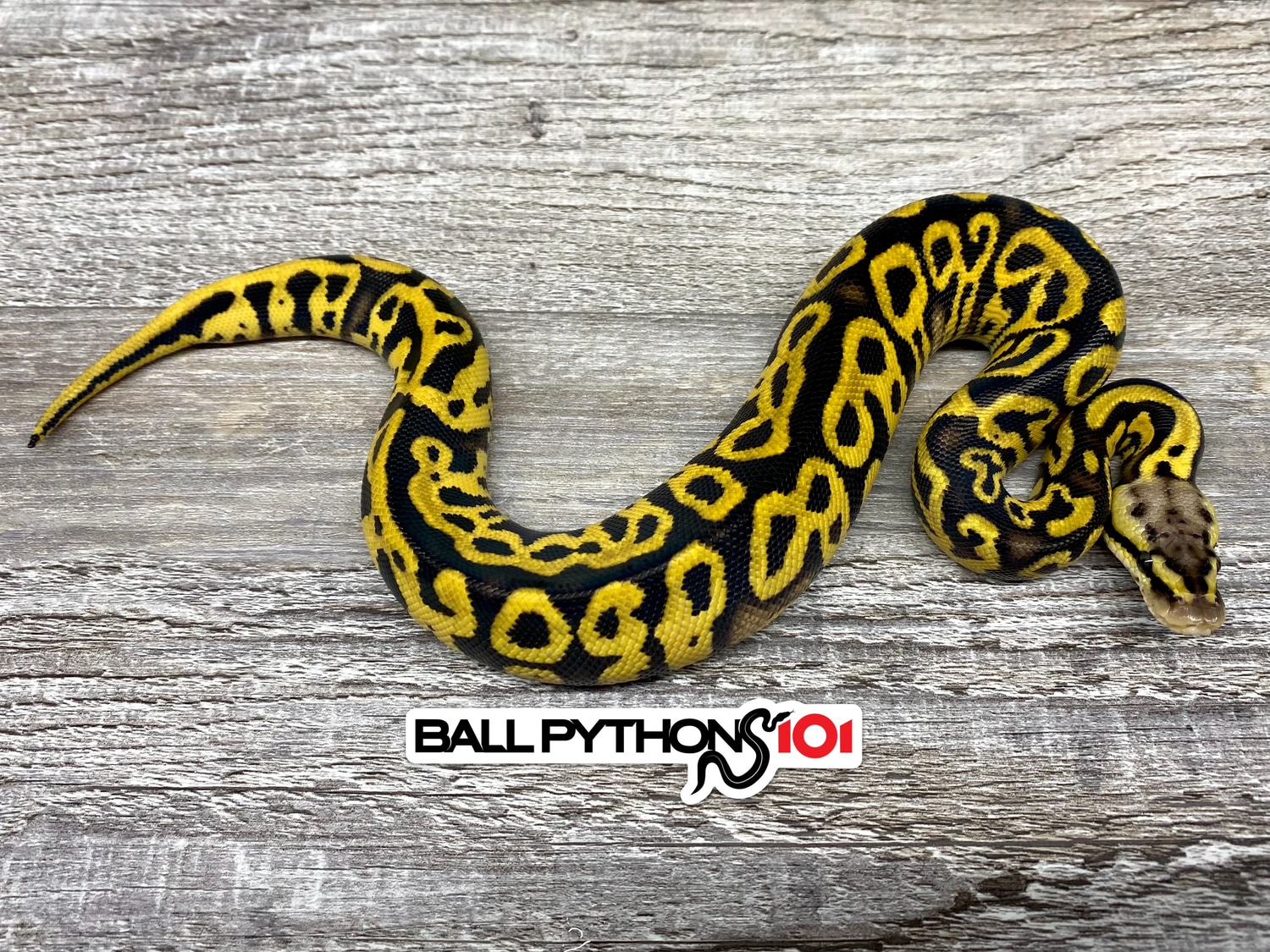 Pastel Leopard YB/Gravel GHI Het Clown 50% Het Hypo Ball Python by Ball ...