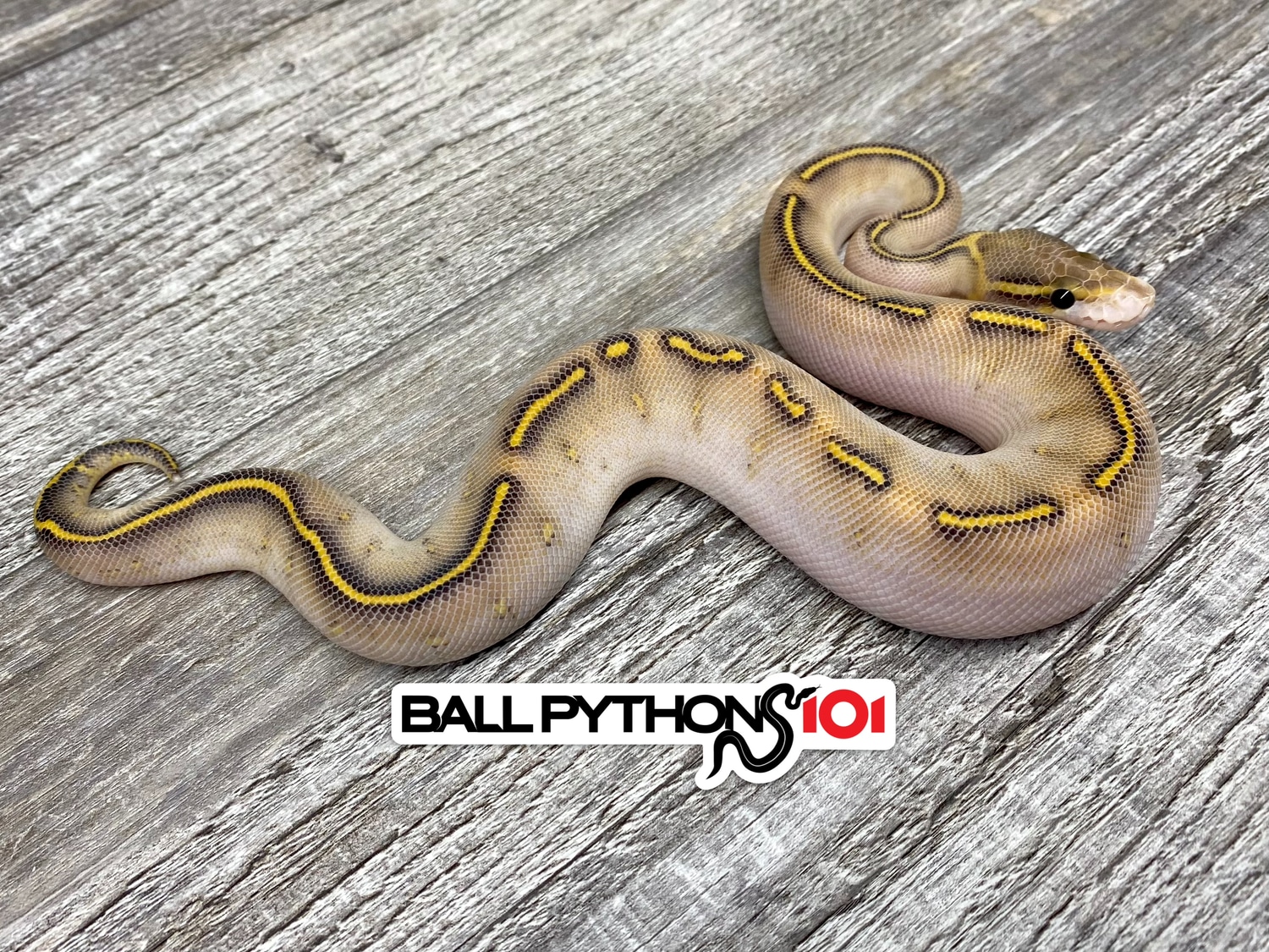 GHI Highway Het Clown 50% Het Hypo Ball Python by Ball Pythons 101 ...