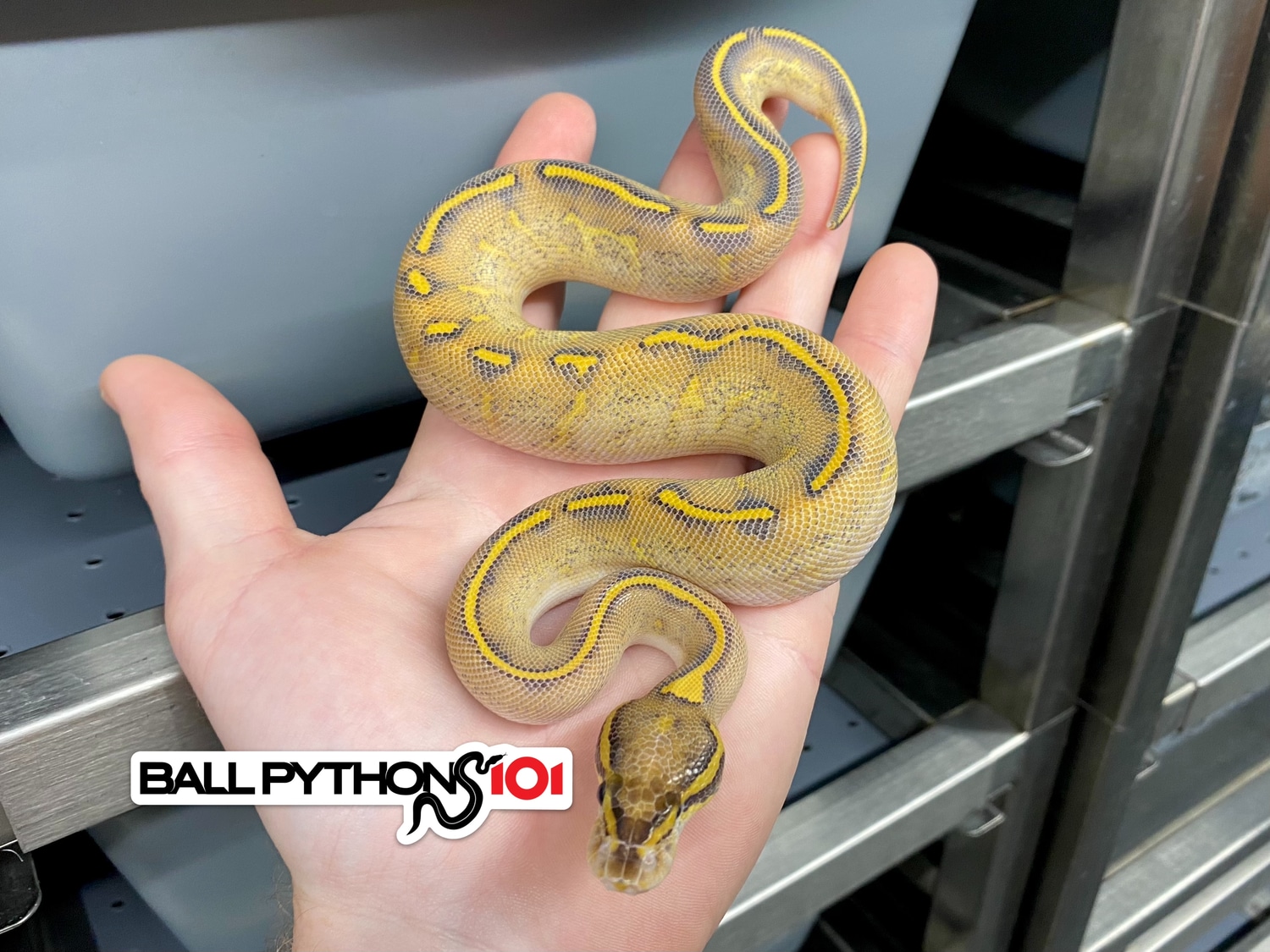 Highway Het Clown 66% Het Hypo Ball Python by Ball Pythons 101 ...