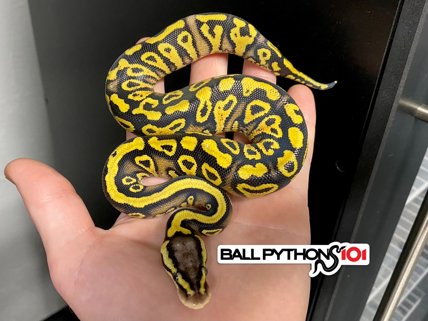 Pastel Yb/Gravel 100% Het Clown 66% Het Hypo Ball Python by Ball ...