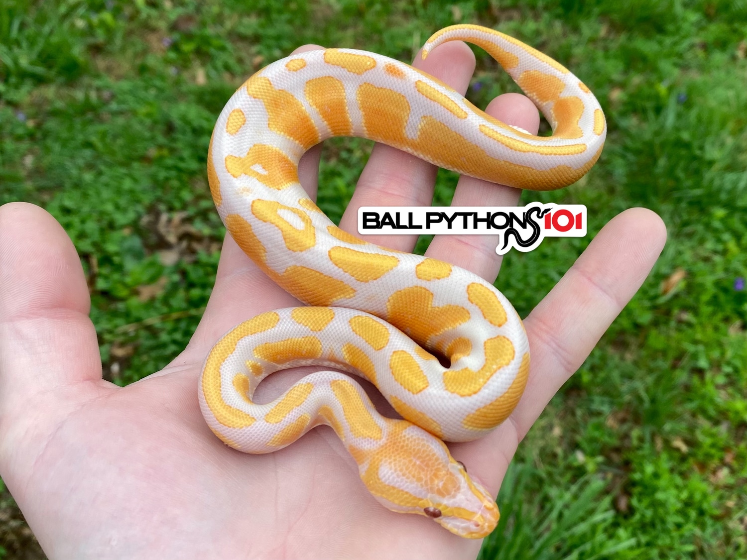 Lavender Albino Het Pied Poss Enchi Ball Python by Ball Pythons 101 ...