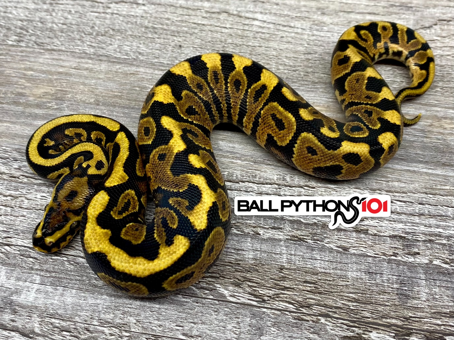 YB Spotnose Het Clown 50% Het DG Ball Python by Ball Pythons 101 ...