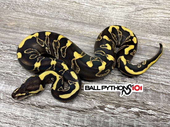 GHI Mojave Leopard Het Clown *FREE SHIPPING* Ball Python by Ball ...