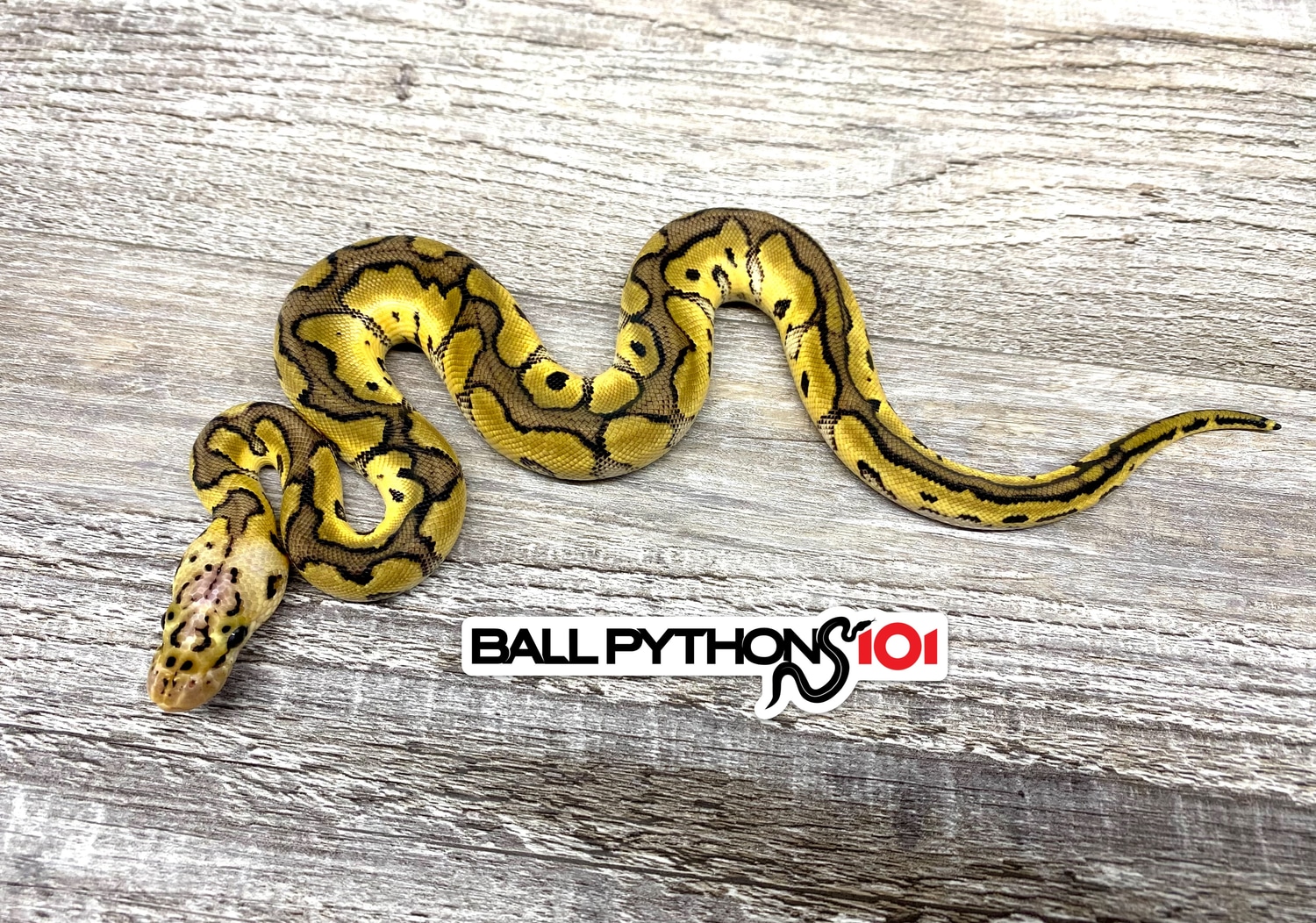 Pastel Clown 100% Het Desert Ghost *FREE SHIPPING* Ball Python by Ball ...