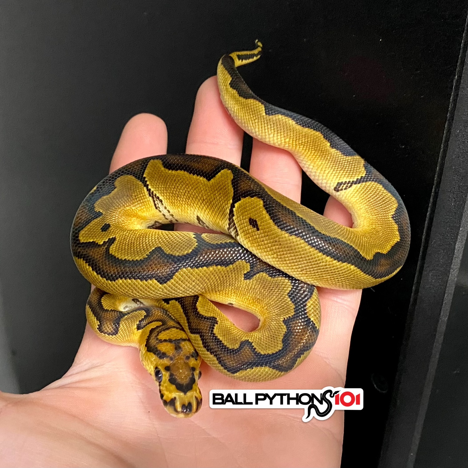 Clown Ball Python by Ball Pythons 101 - MorphMarket