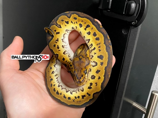 Black Head Clown *Free Shipping* Ball Python by Ball Pythons 101
