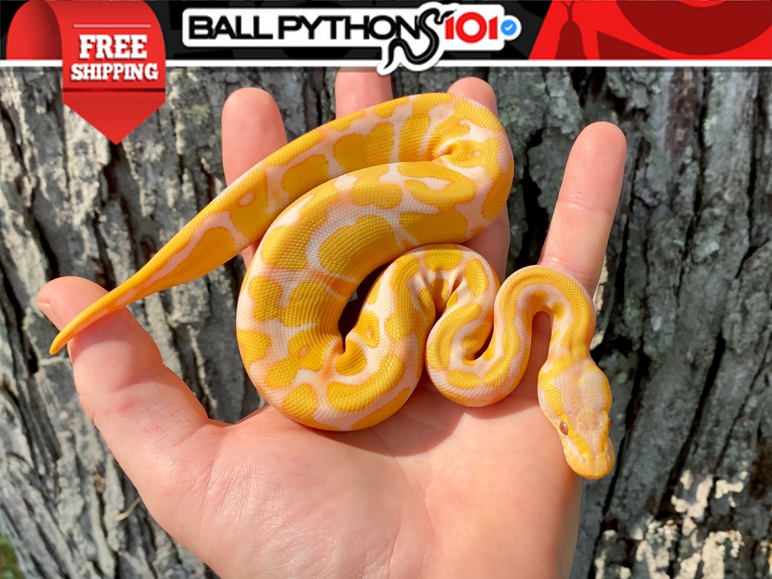 Enchi Lavender Albino Het Pied Ball Python by Ball Pythons 101 ...
