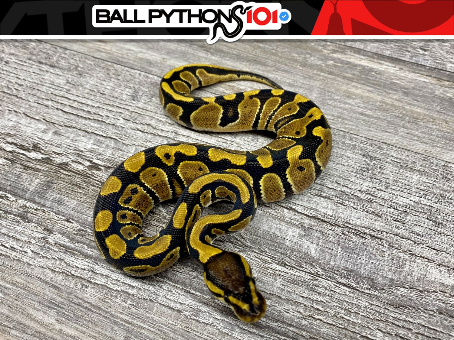 Double Het Lavender Albino Het Pied Ball Python by Ball Pythons 101 ...