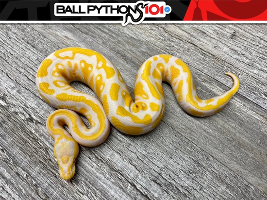YB Lavender Albino Het Pied Ball Python by Ball Pythons 101