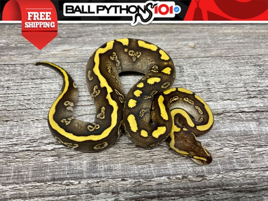 Red Stripe GHI Yellowbelly Mojave Leopard Het Clown Ball Python by Ball Pythons 101
