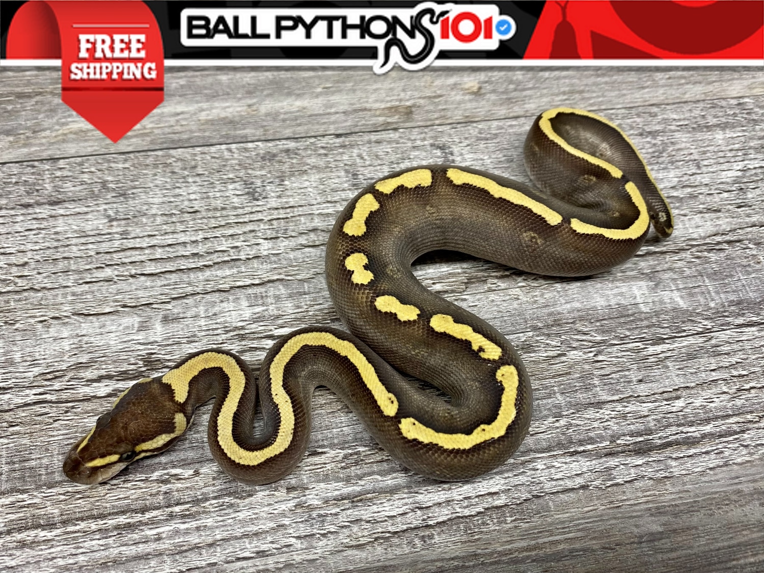 Red Stripe GHI Mojave YB Het Clown Ball Python by Ball Pythons 101 ...