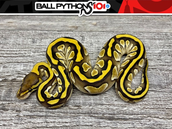 Lesser DBL Het Desert Ghost Clown Ball Python by Ball Pythons 101