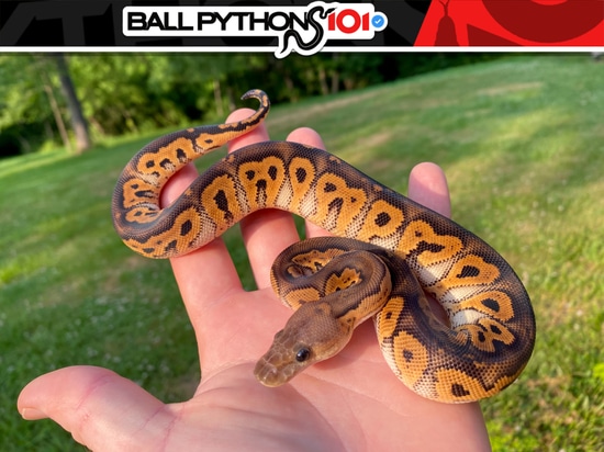 Black Pastel Poss GHI Clown Ball Python by Ball Pythons 101