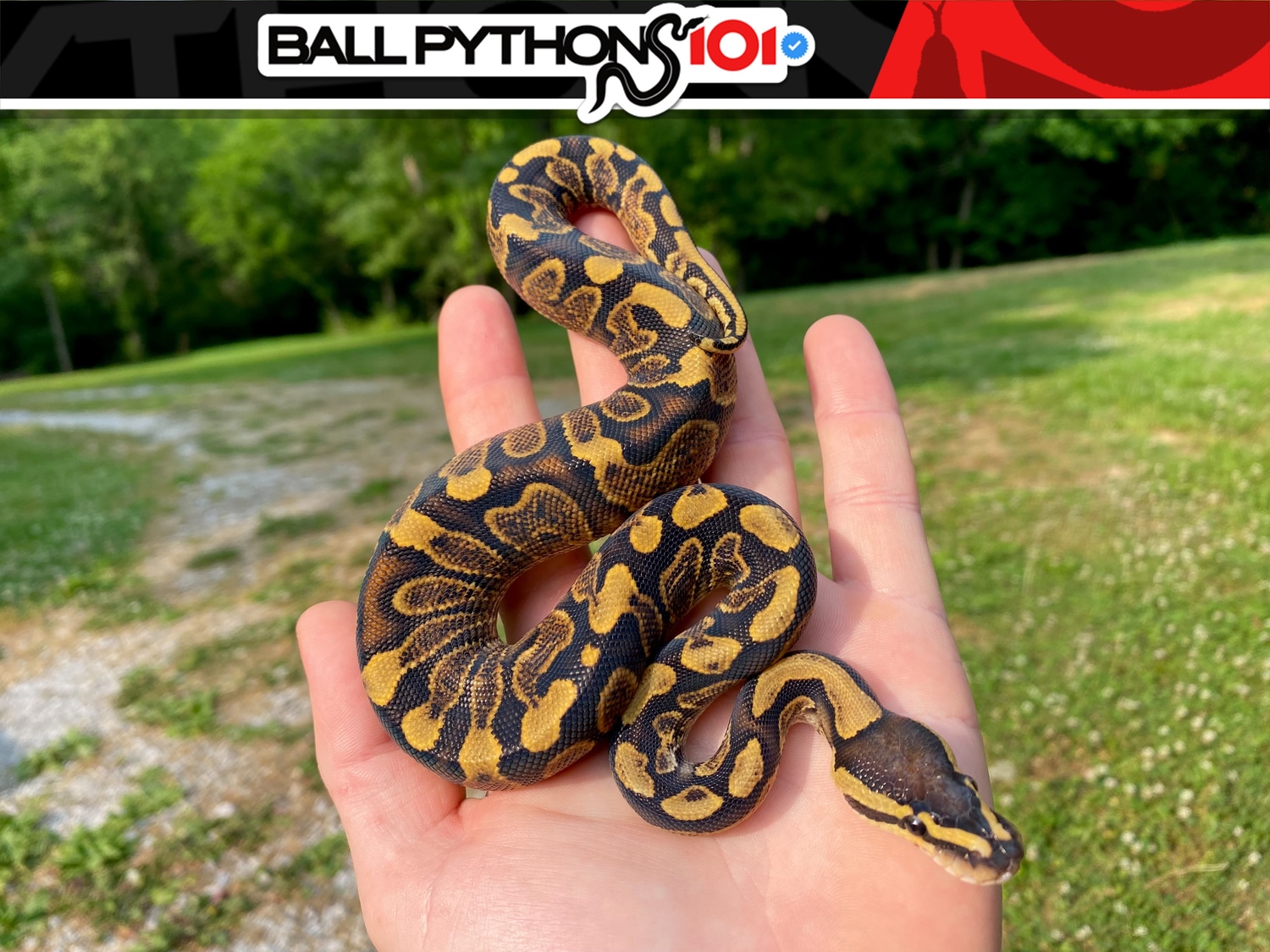 GHI Yellowbelly Het Clown Ball Python by Ball Pythons 101 - MorphMarket