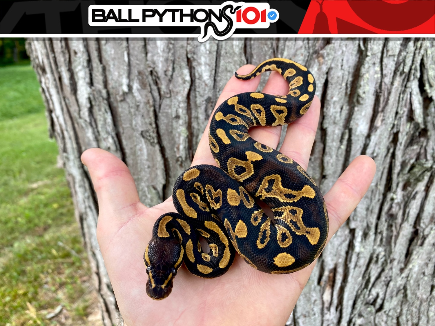 BlackHead Yellowbelly Het Clown Ball Python by Ball Pythons 101 ...