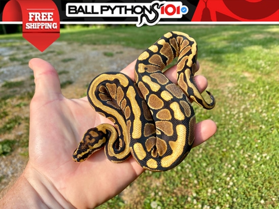 Spotnose DBL Het Desert Ghost Clown Ball Python by Ball Pythons 101