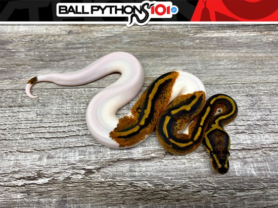 Yellowbelly Poss Mahogany Pied Ball Python by Ball Pythons 101