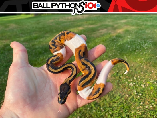 Pied Ball Python by Ball Pythons 101