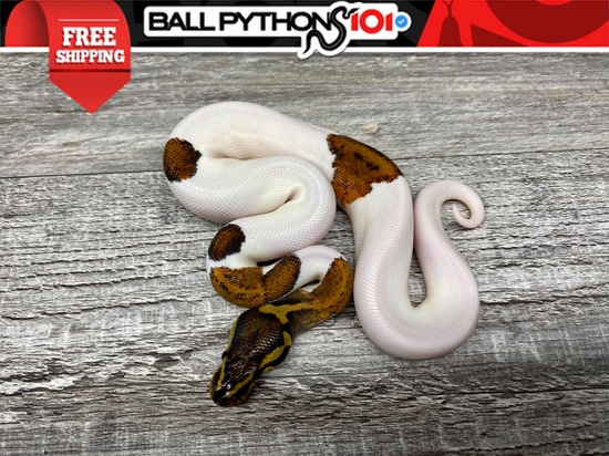 Mahogany Yellowbelly Pied Ball Python by Ball Pythons 101
