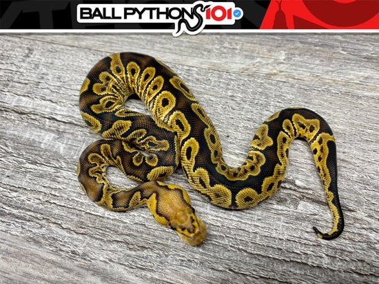 GHI Clown Ball Python by Ball Pythons 101
