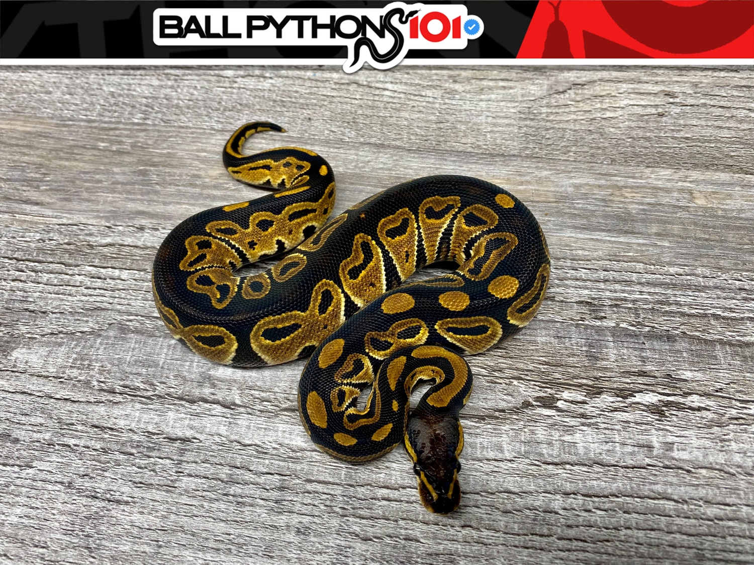 Black Head Het Clown 50% Het Hypo Ball Python by Ball Pythons 101 - MorphMarket