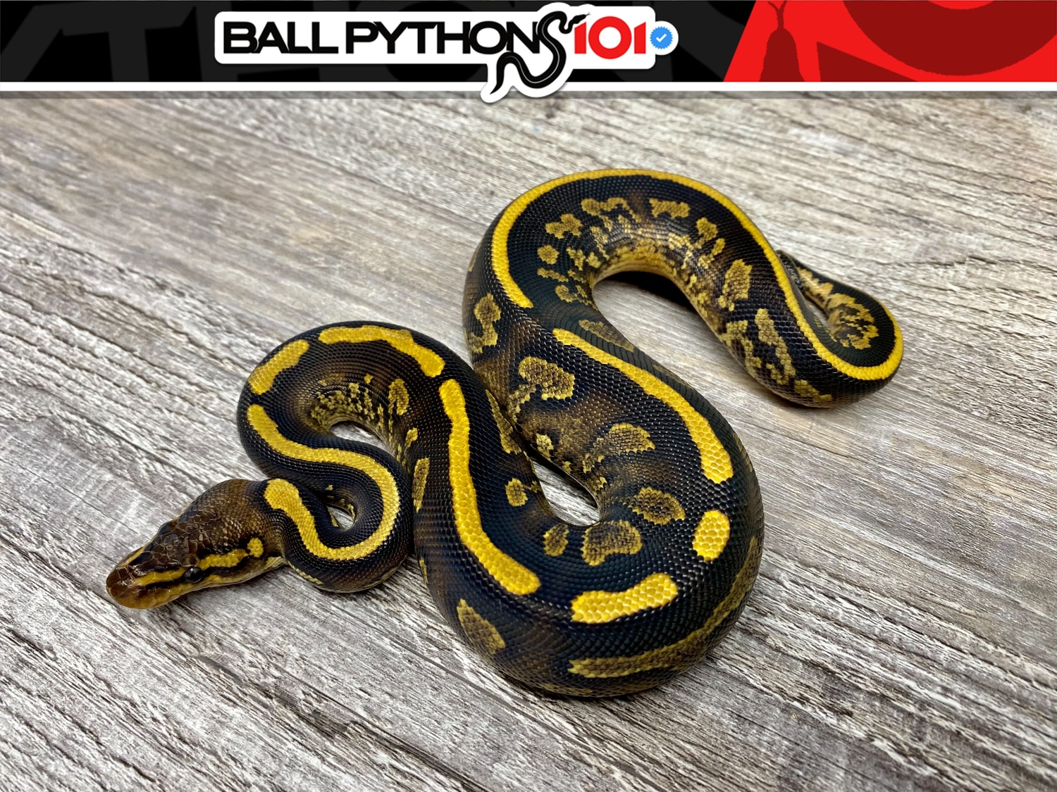 Mahogany Yellowbelly Het Pied Ball Python by Ball Pythons 101 - MorphMarket