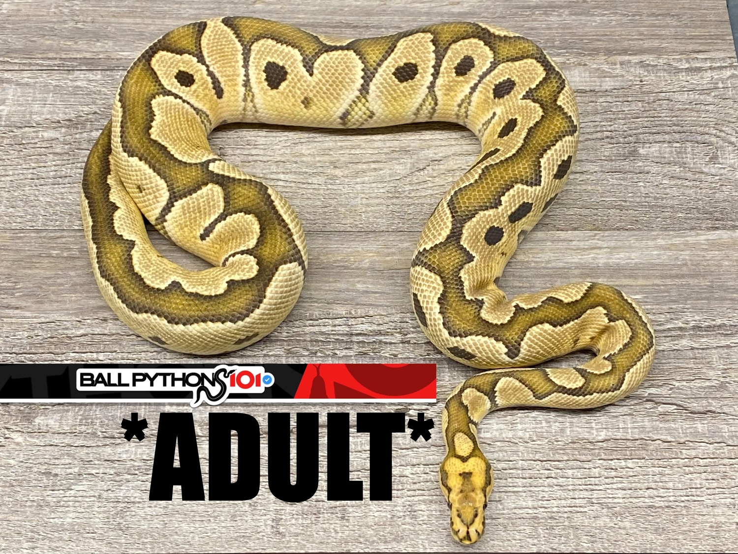 Desert Ghost Clown Ball Python by Ball Pythons 101 - MorphMarket