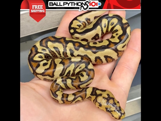 Redstripe Spotnose Yellowbelly Clown Ball Python by Ball Pythons 101