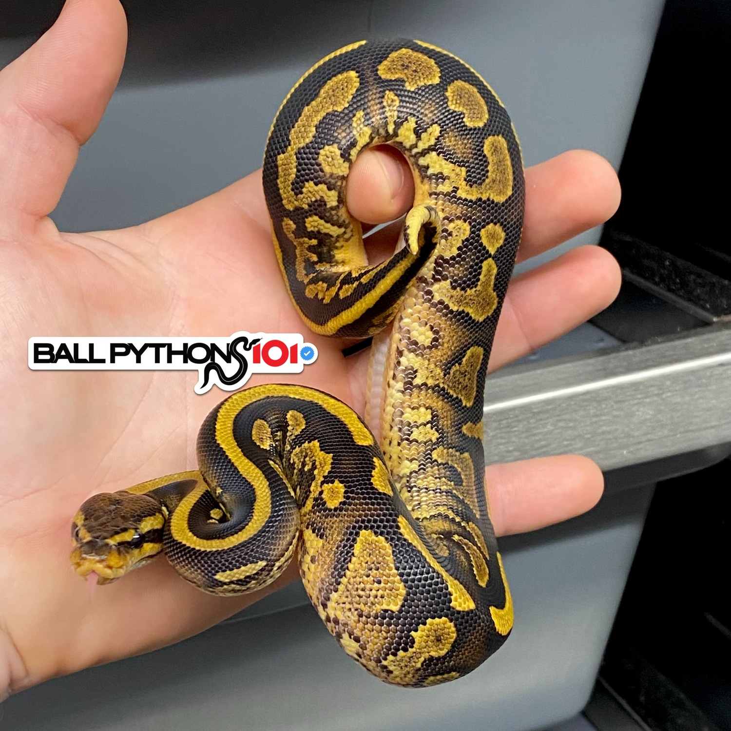 Mahogany Yellowbelly Het Pied Ball Python by Ball Pythons 101 - MorphMarket
