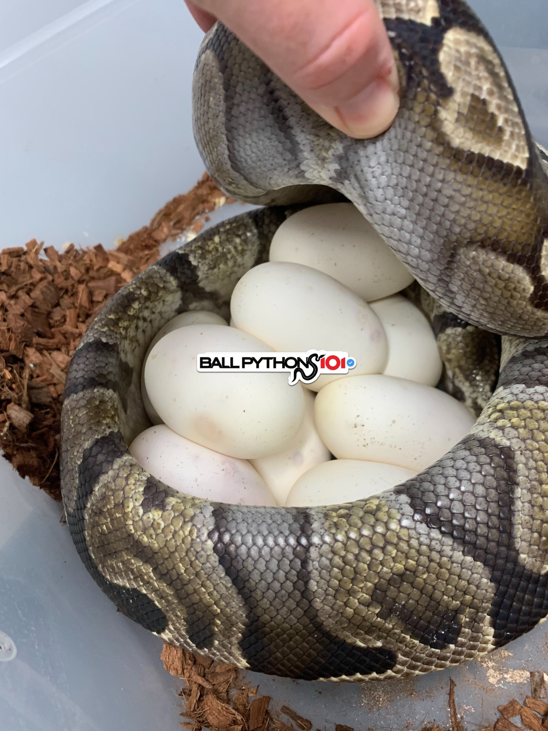 Ghi *proven* Ball Python by Ball Pythons 101 - MorphMarket