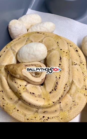 Banana Het Clown *PROVEN BREEDER* Ball Python by Ball Pythons 101