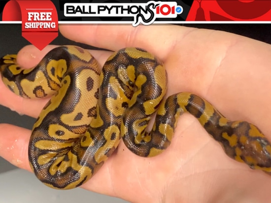 OD Redstripe YB Clown Ball Python by Ball Pythons 101