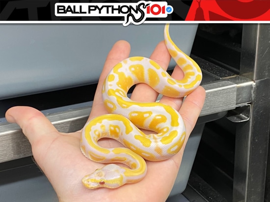 Yellowbelly Lavender Albino Het Pied Ball Python by Ball Pythons 101