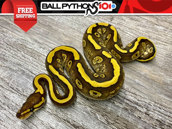 Redstripe YB Mojave Het Clown Ball Python by Ball Pythons 101