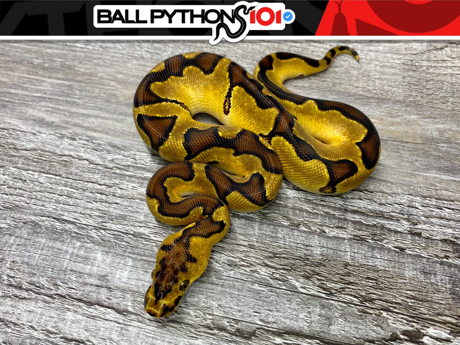 Enchi Clown Het Ultramel Ball Python by Ball Pythons 101 - MorphMarket
